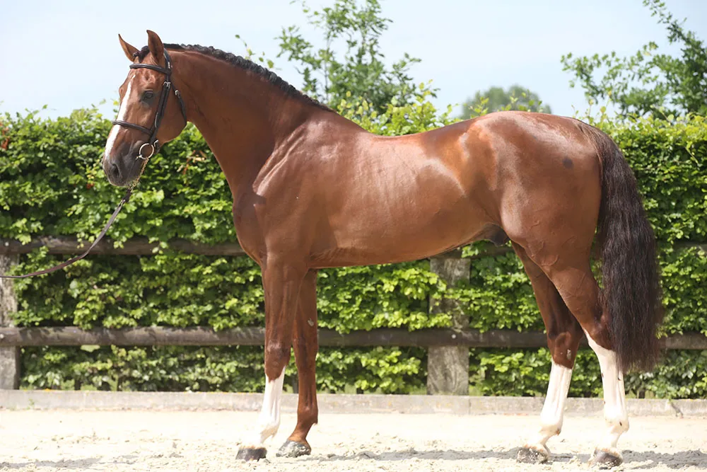 Kassander van't Roosakker rejoint Zangersheide.