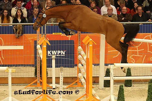 Expertise du KWPN.