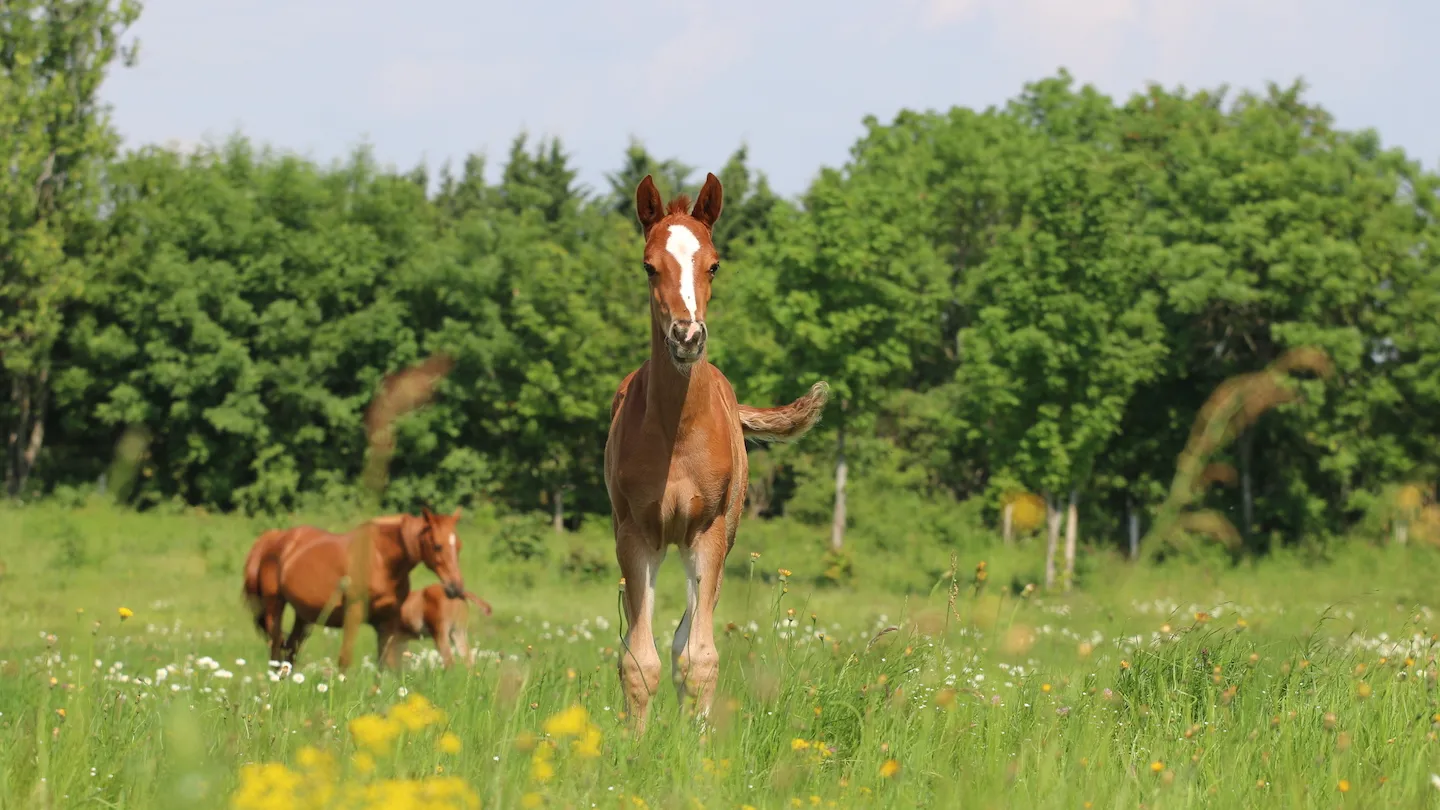 Comment permettre aux chevaux de vivre le sevrage plus sereinement