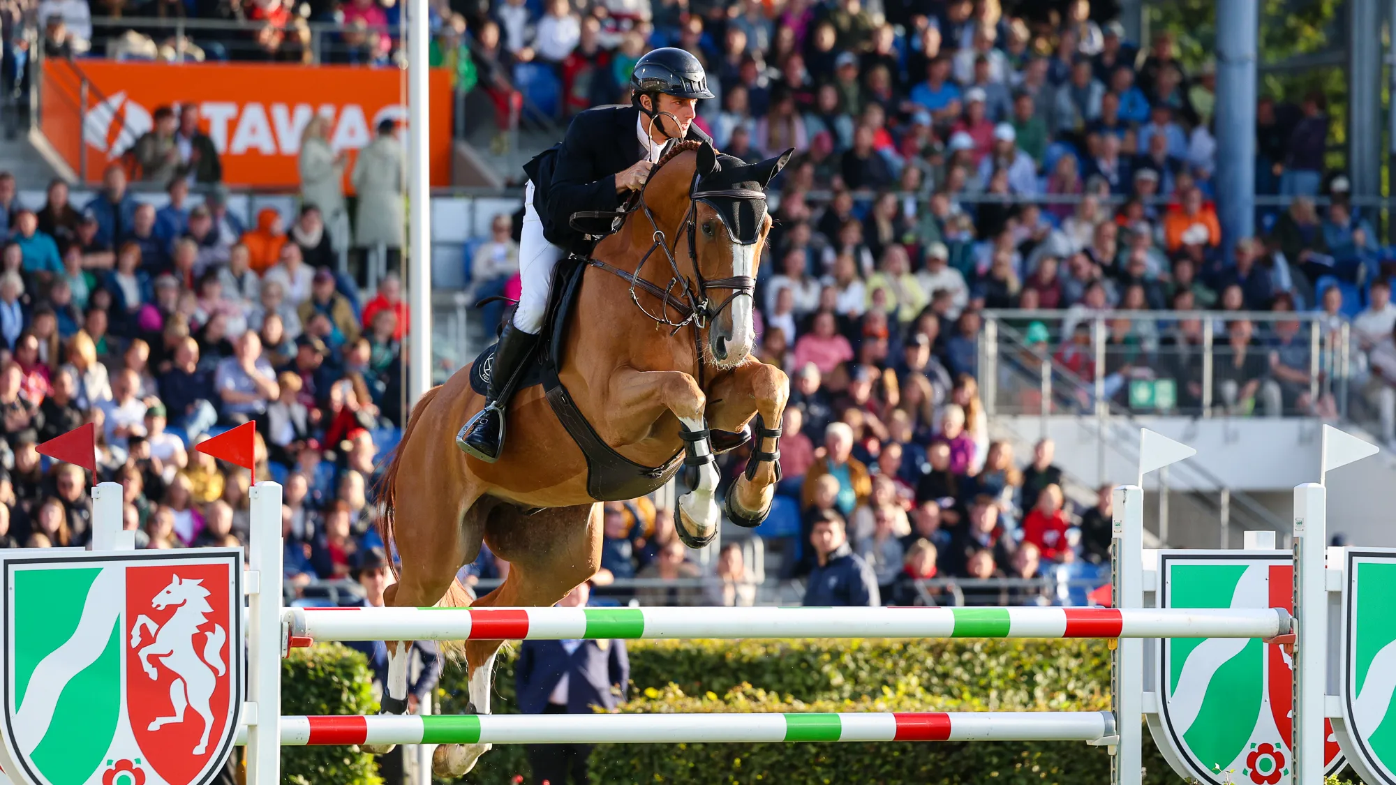 L’élevage français à l’honneur à Aix-la-Chapelle, où Levi Noesar s ...