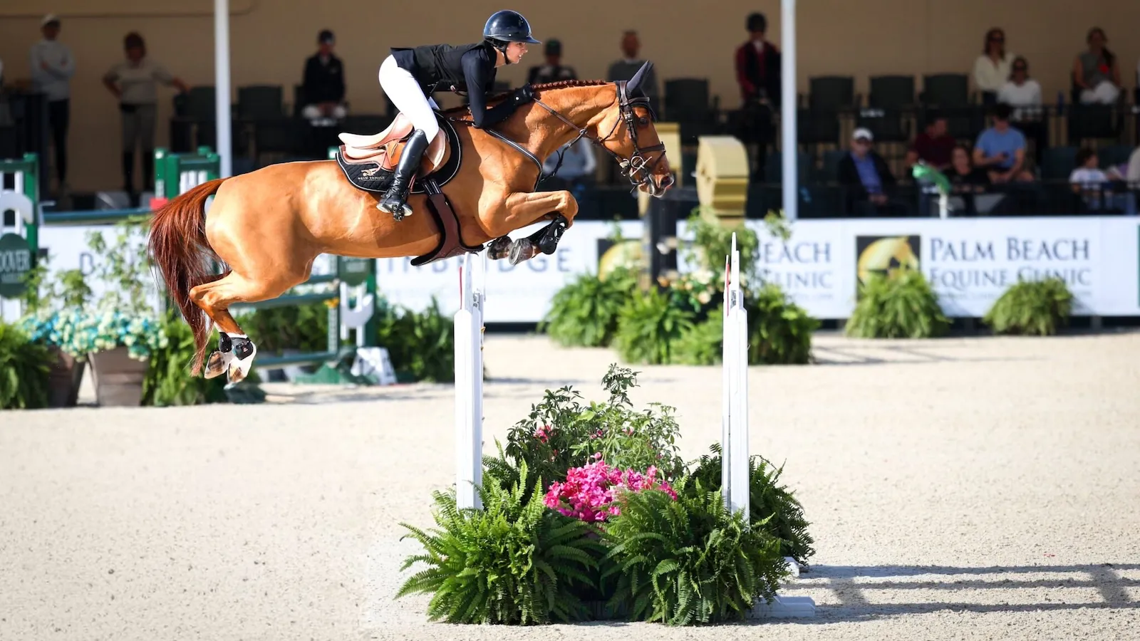 À Wellington, Nina Mallevaey et My Clementine célèbrent leur quatorzième succès