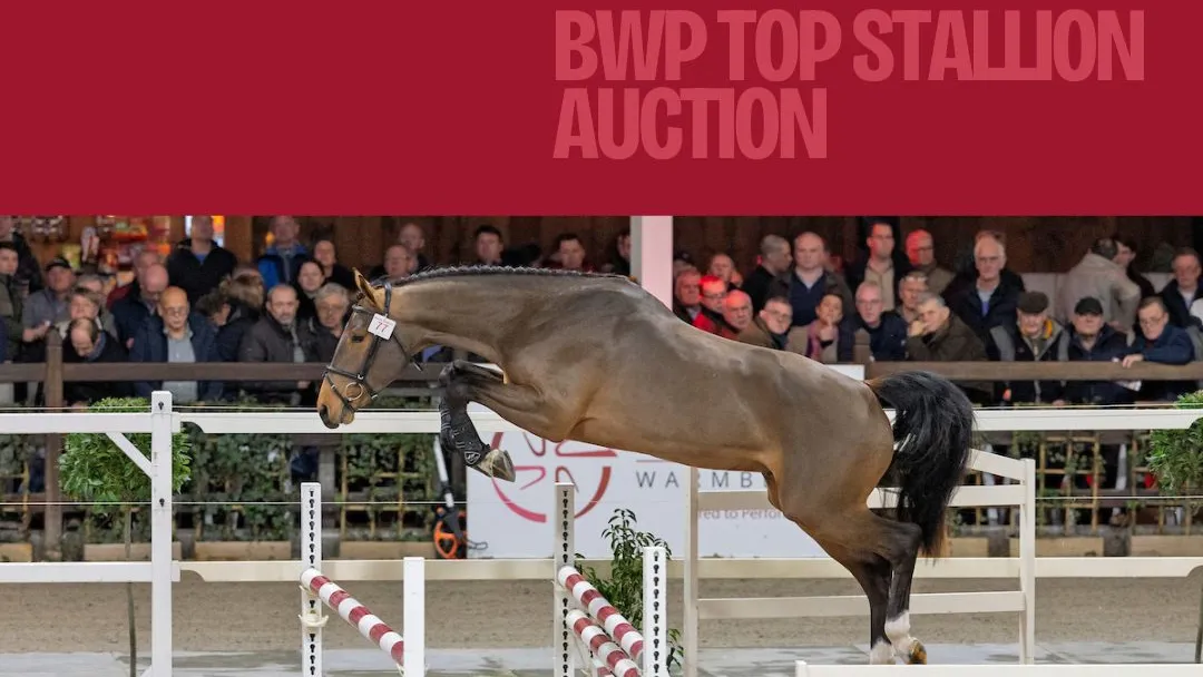 BWP kondigt met trots de collectie van de BWP Top Stallion Auction 2026 aan