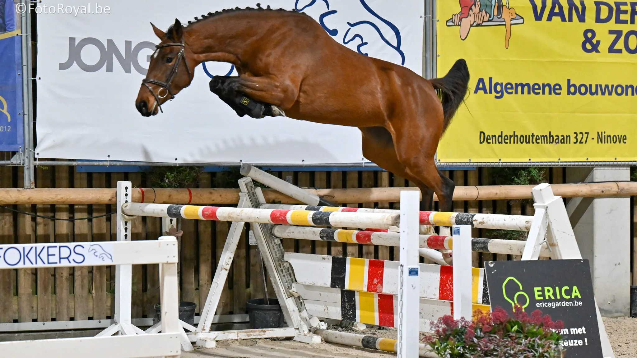 Emerald dochter Elena van Klapscheut Z wint voor tweede jaar op rij het ...