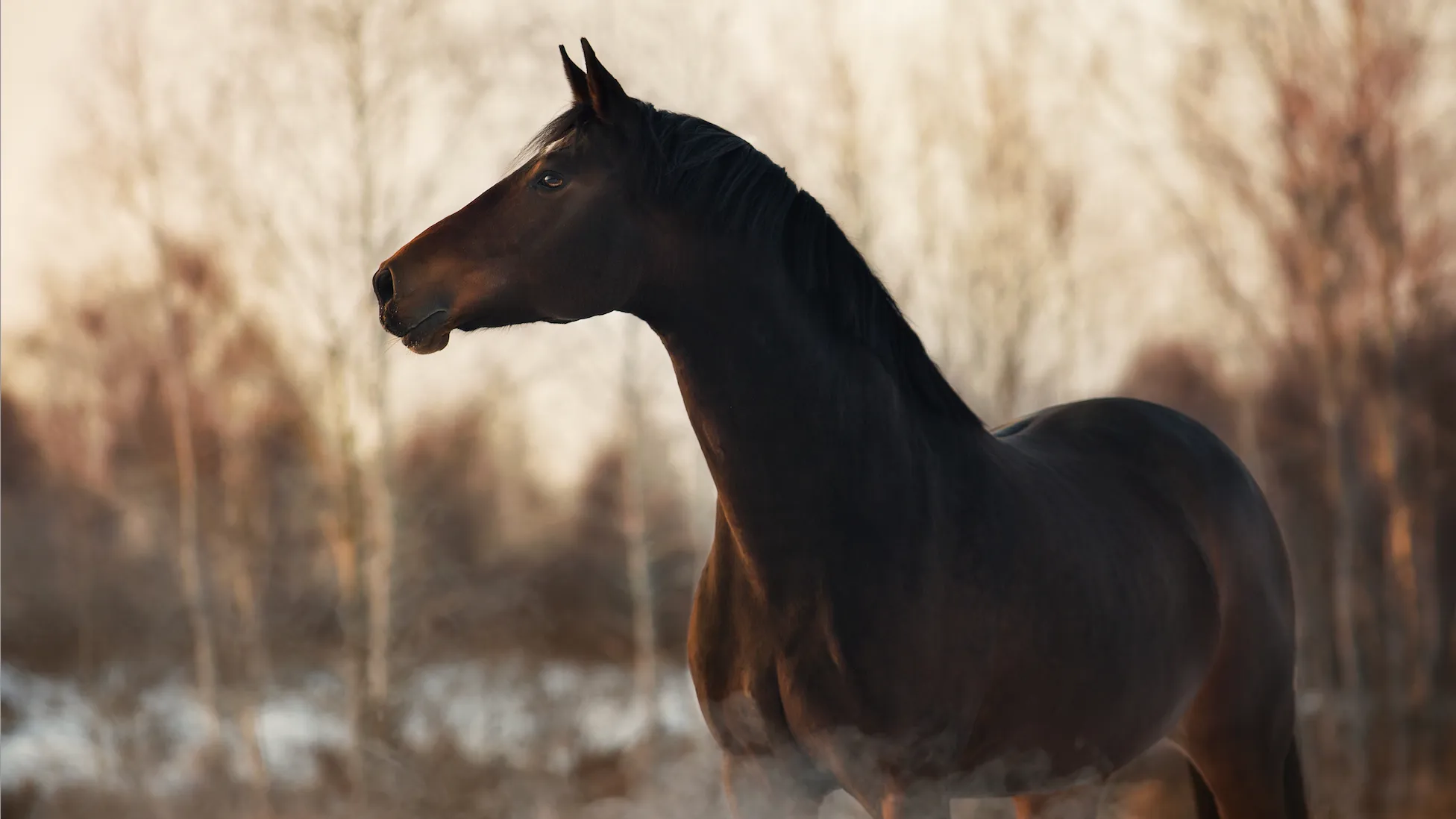 Concentré hautement assimilable et composition haut de gamme pour le ...