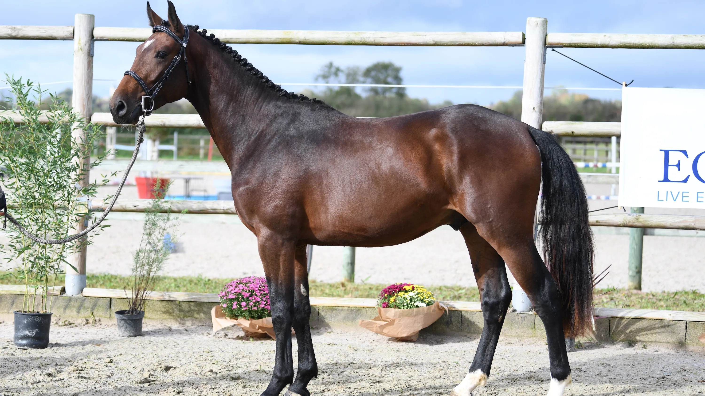 La vente aux enchères des jeunes chevaux Hippochamp commence le 9 décembre